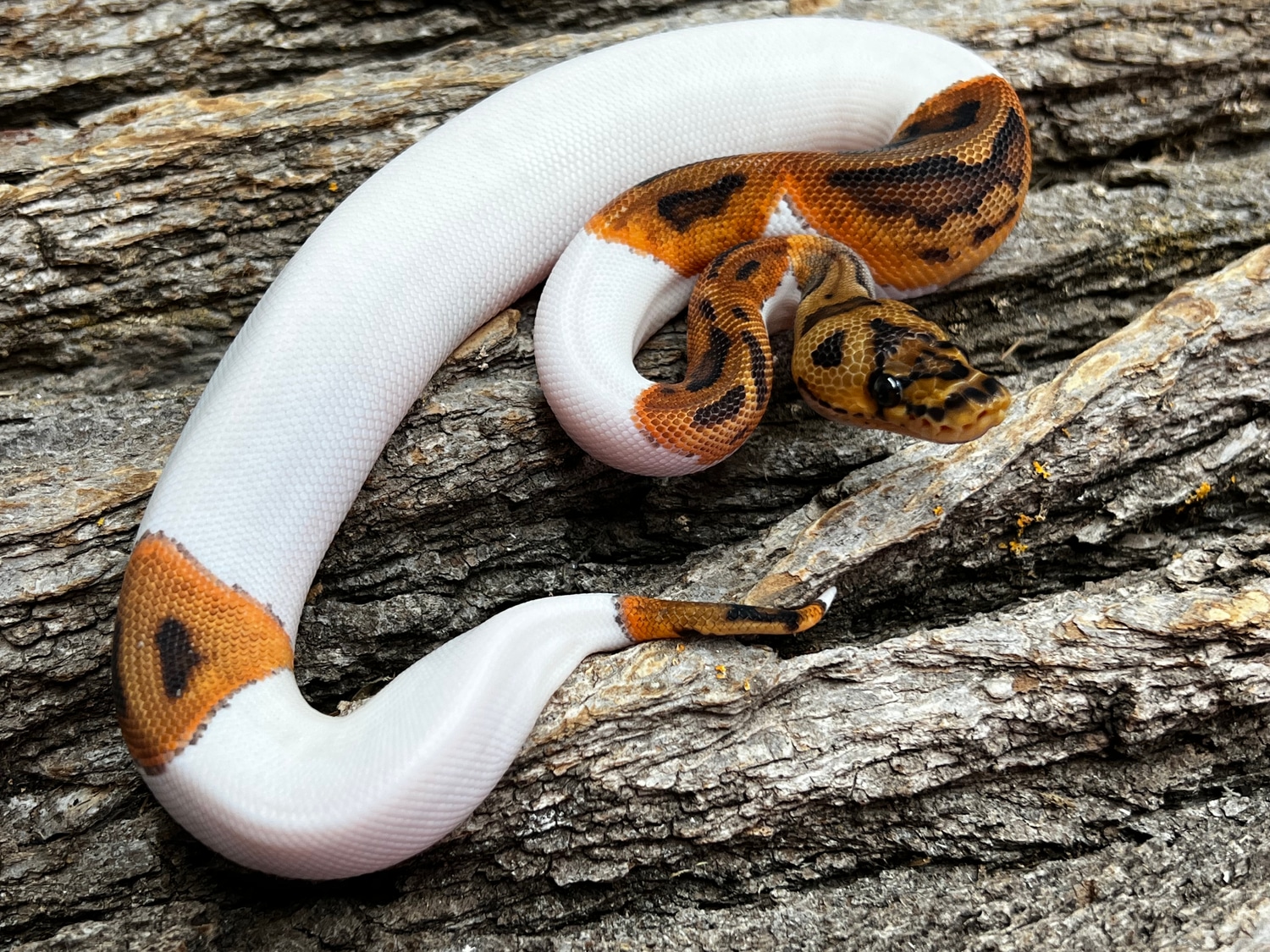 STUNNING Clown Pied Male Ball Python by Piedtopia - MorphMarket