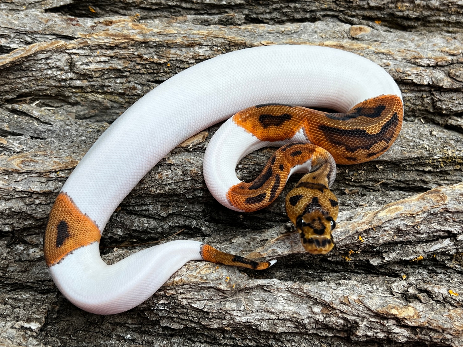 STUNNING Clown Pied Male Ball Python by Aisreptiles/piedtopia - MorphMarket