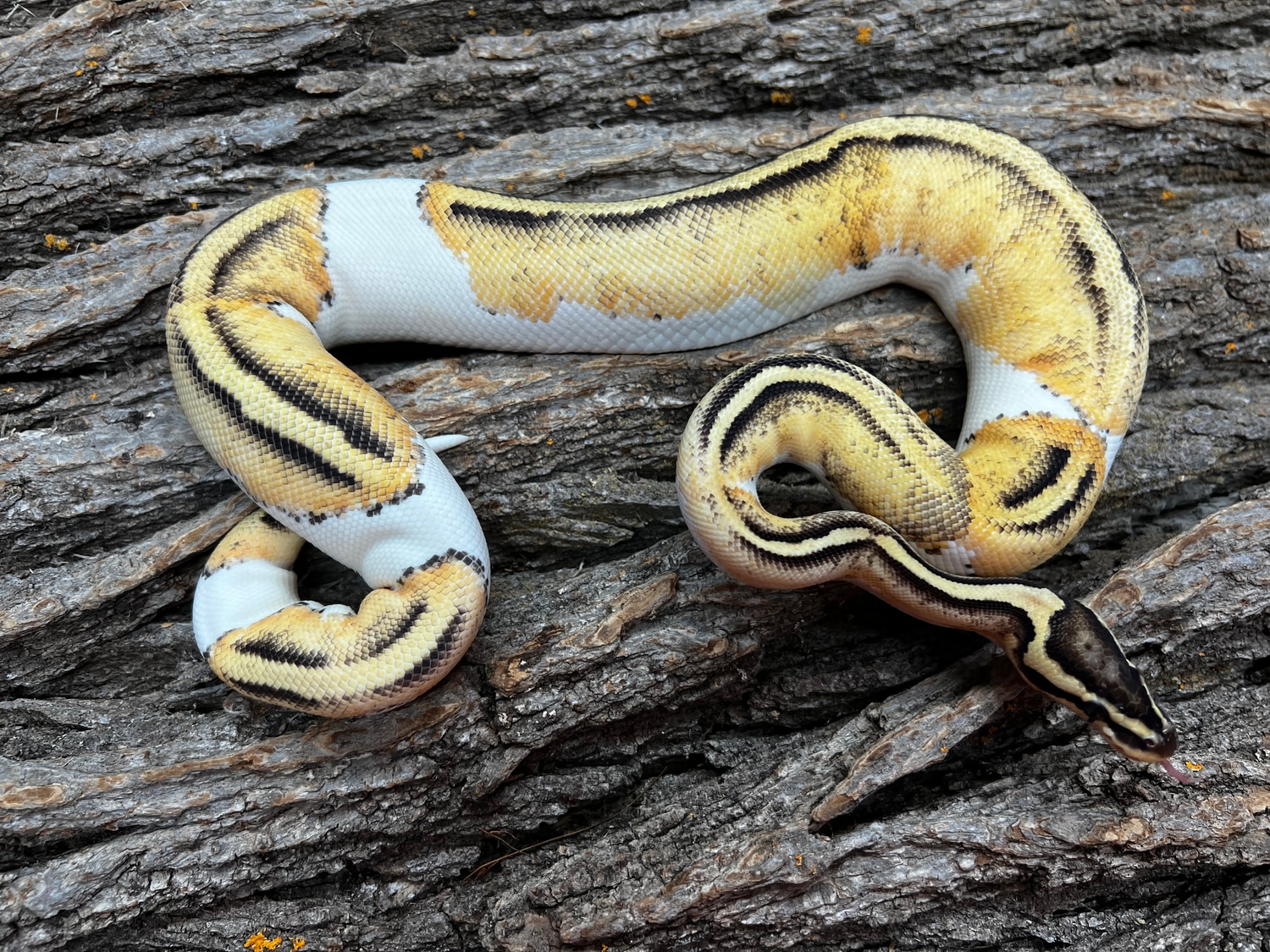 Firefly Pied Female Ball Python by Piedtopia - MorphMarket