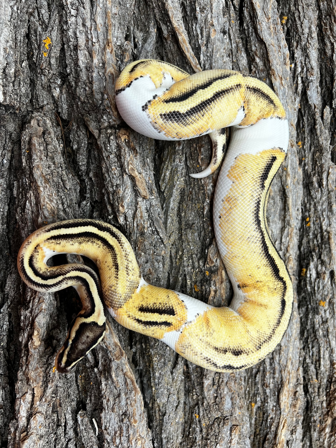 Firefly Pied Female Ball Python by Piedtopia - MorphMarket