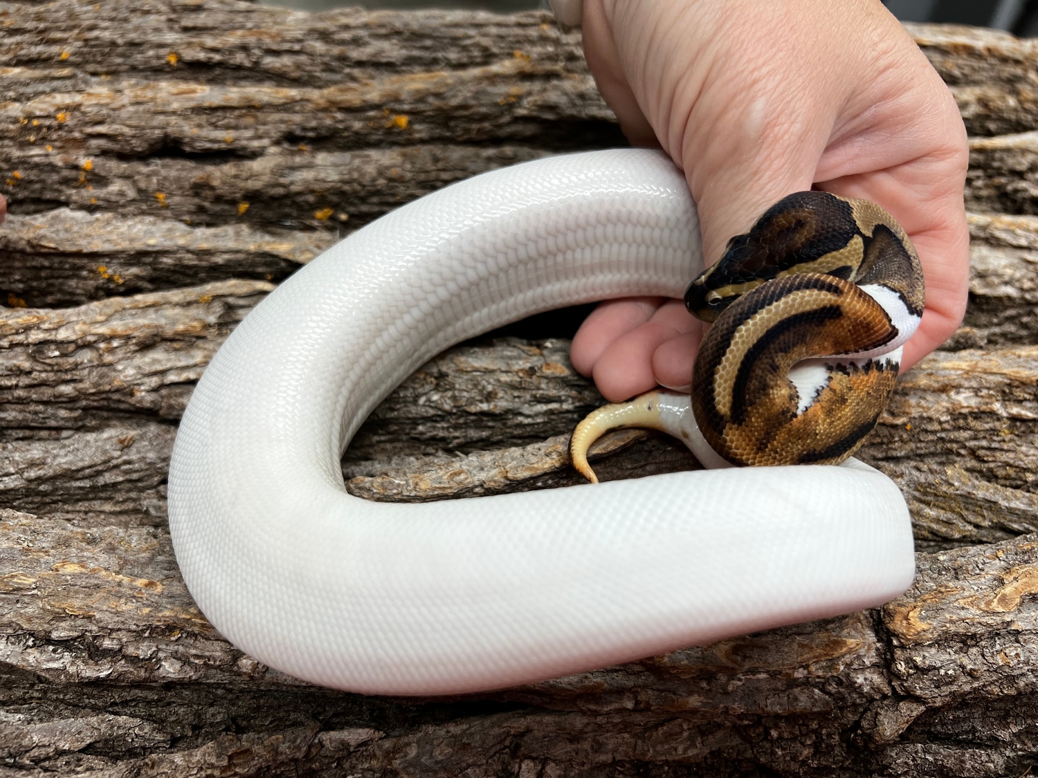 High White Pied Female Ball Python by Piedtopia - MorphMarket
