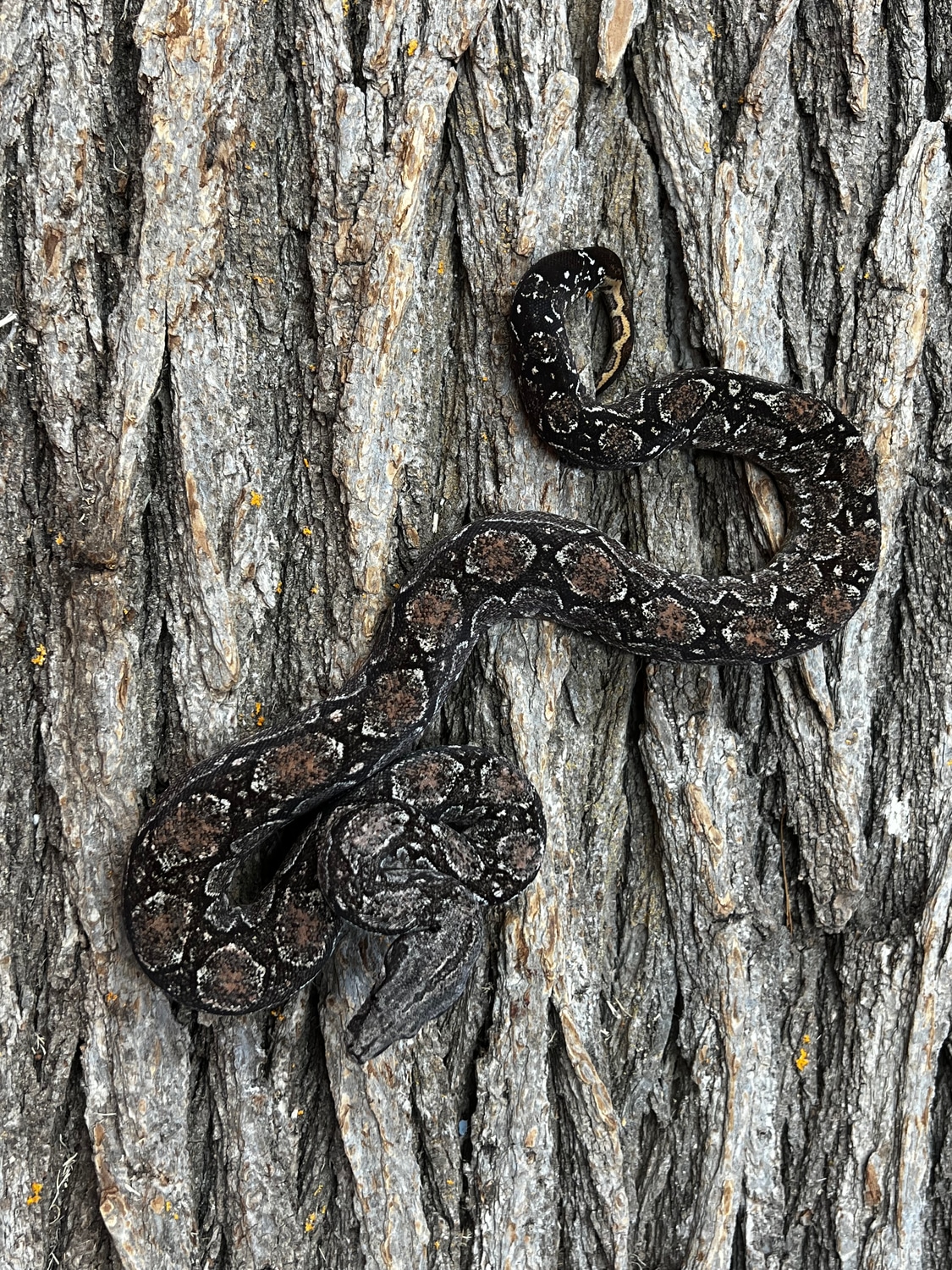 Female Boa Argentine Boa Constrictor by Piedtopia - MorphMarket