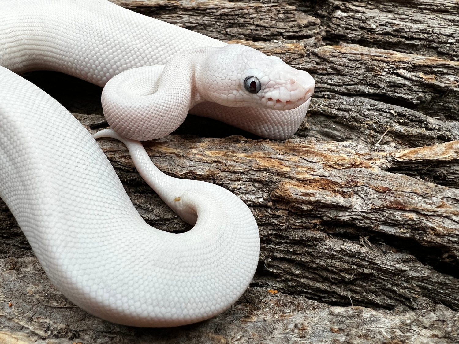 Blue Eyed Lucy Male Ball Python by Aisreptiles/piedtopia - MorphMarket