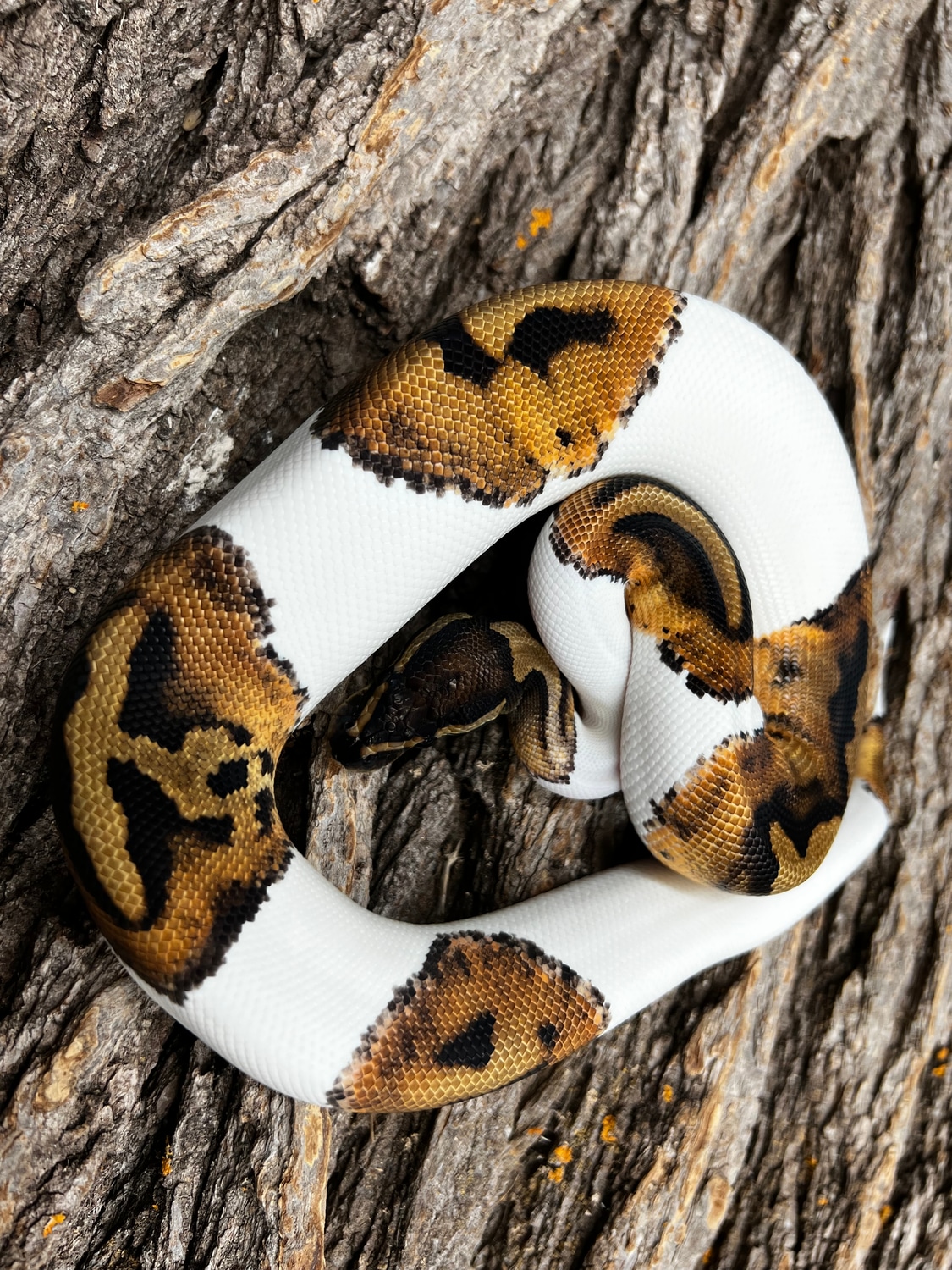 Nicely Portioned Pied Female Ball Python by Piedtopia - MorphMarket