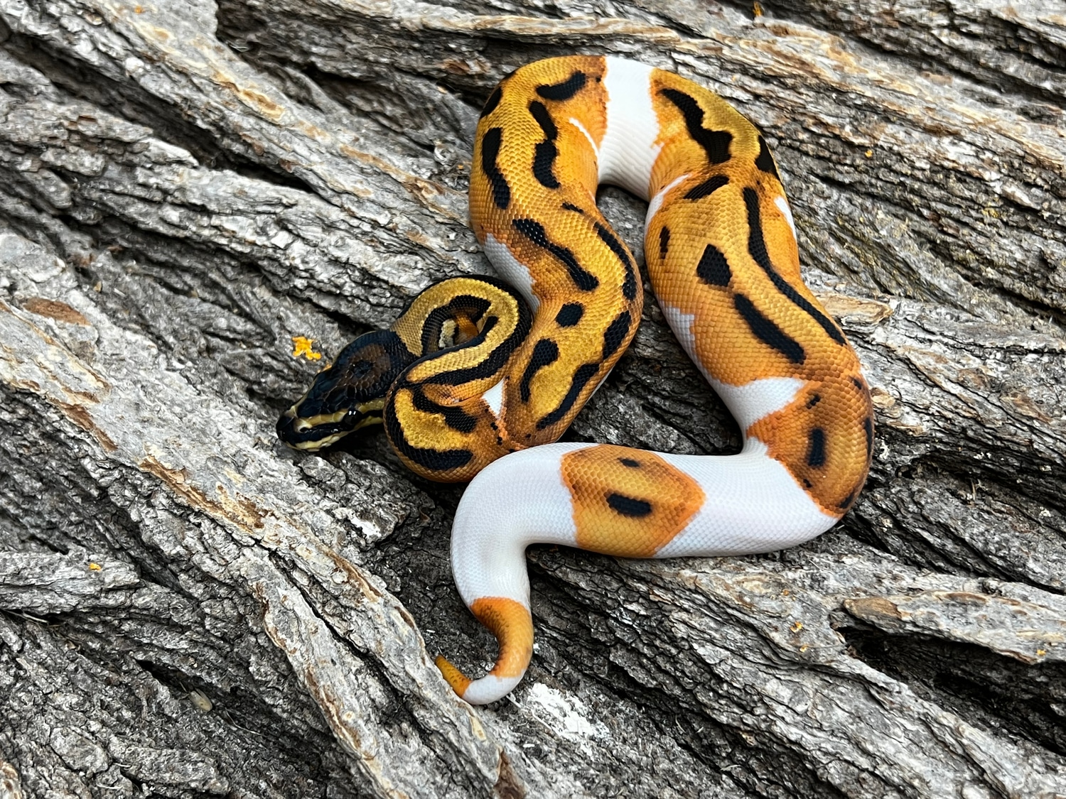 Paradox Orange Dream Pied Female Ball Python by Piedtopia - MorphMarket