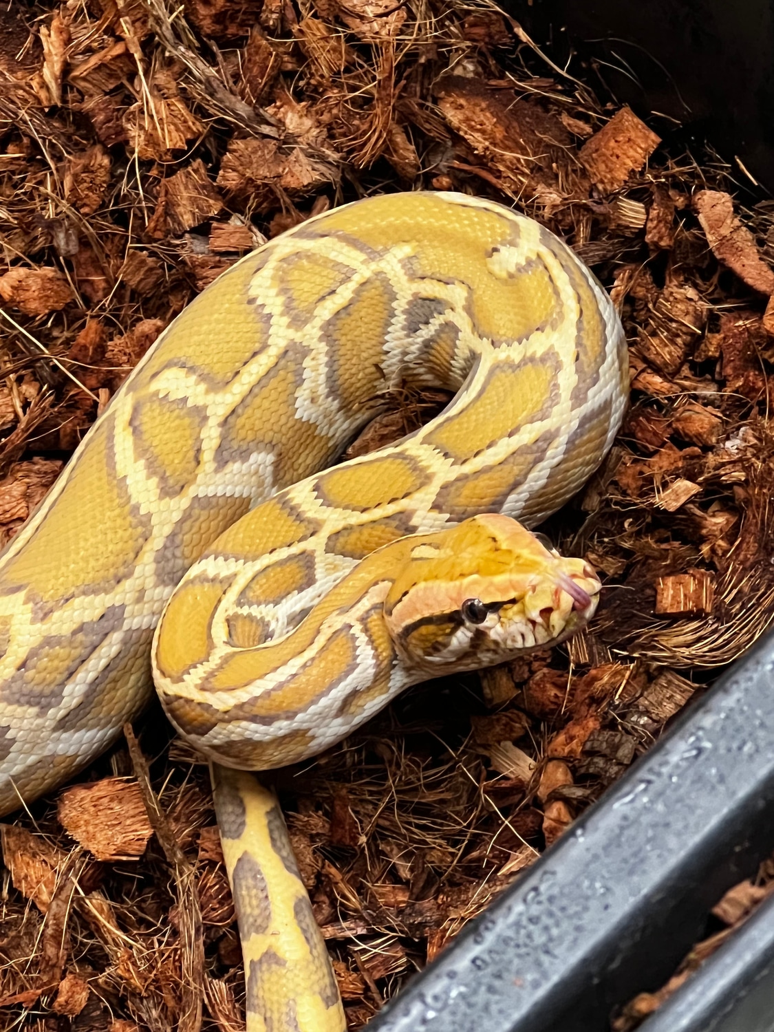 Gulf Coast Line Caramel Burmese Male Burmese Python by Piedtopia ...