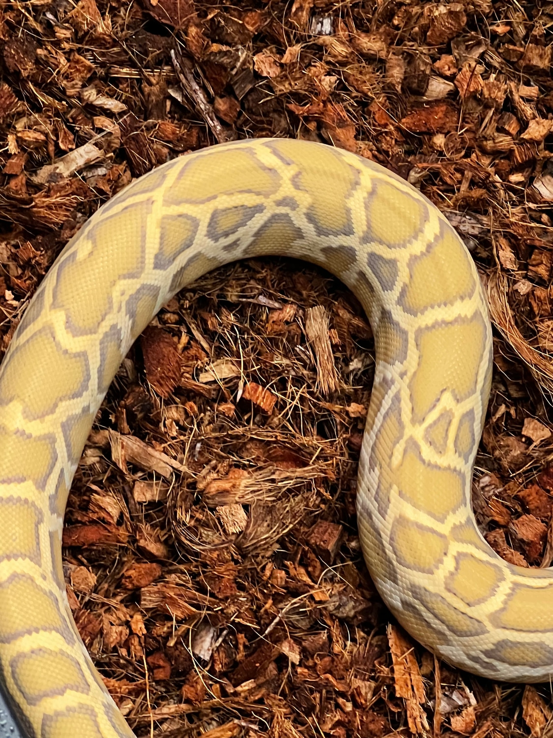 Gulf Coast Line Caramel Burmese Male Burmese Python by Piedtopia ...