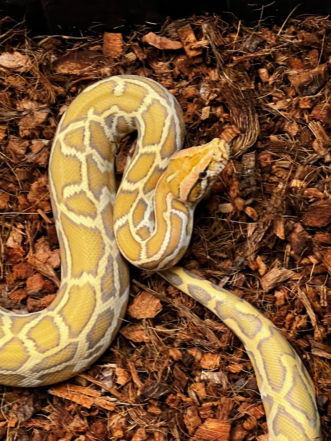 Gulf Coast Line Caramel Burmese Male Burmese Python by Piedtopia ...