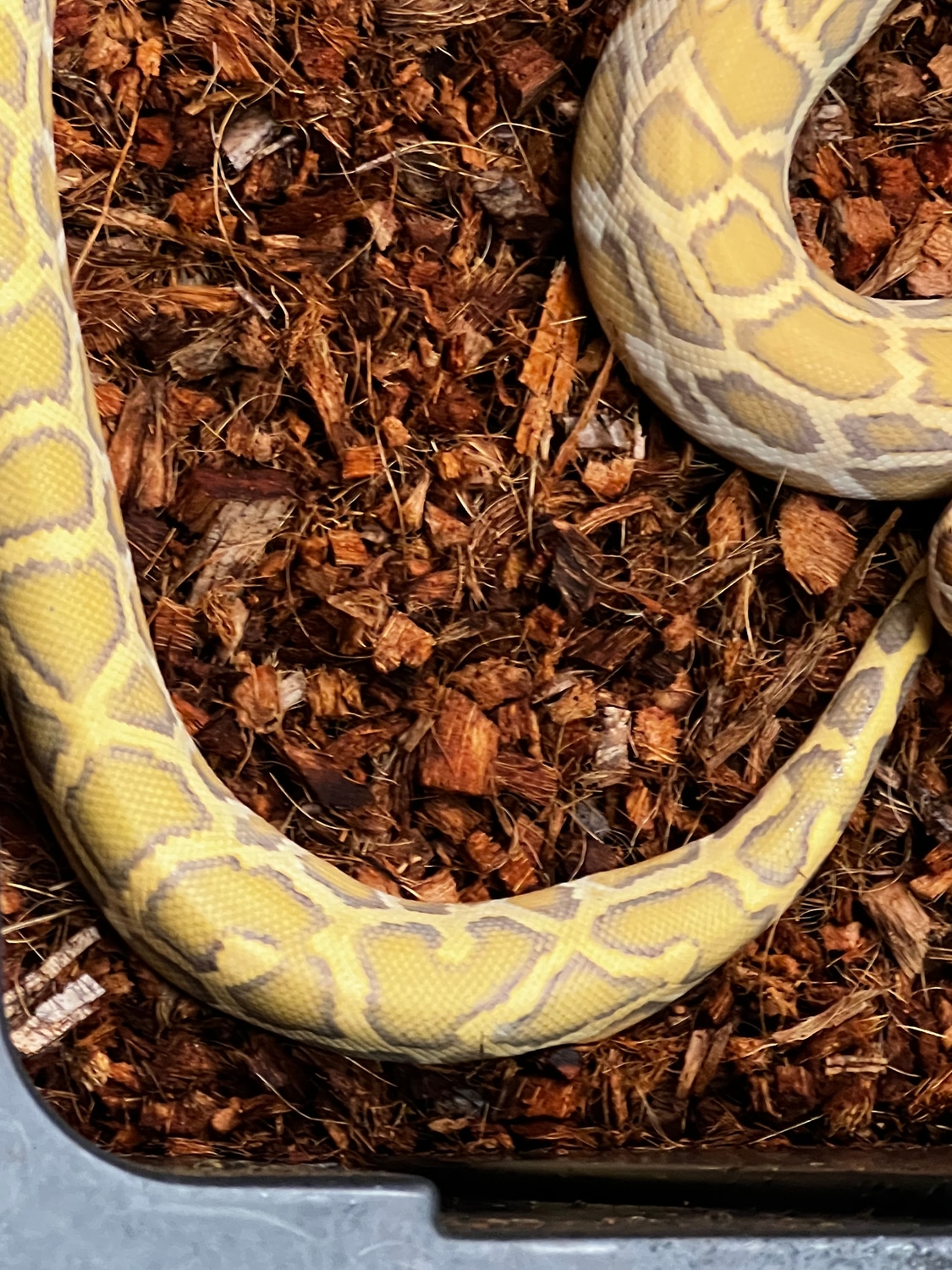 Gulf Coast Line Caramel Burmese Male Burmese Python by Piedtopia ...