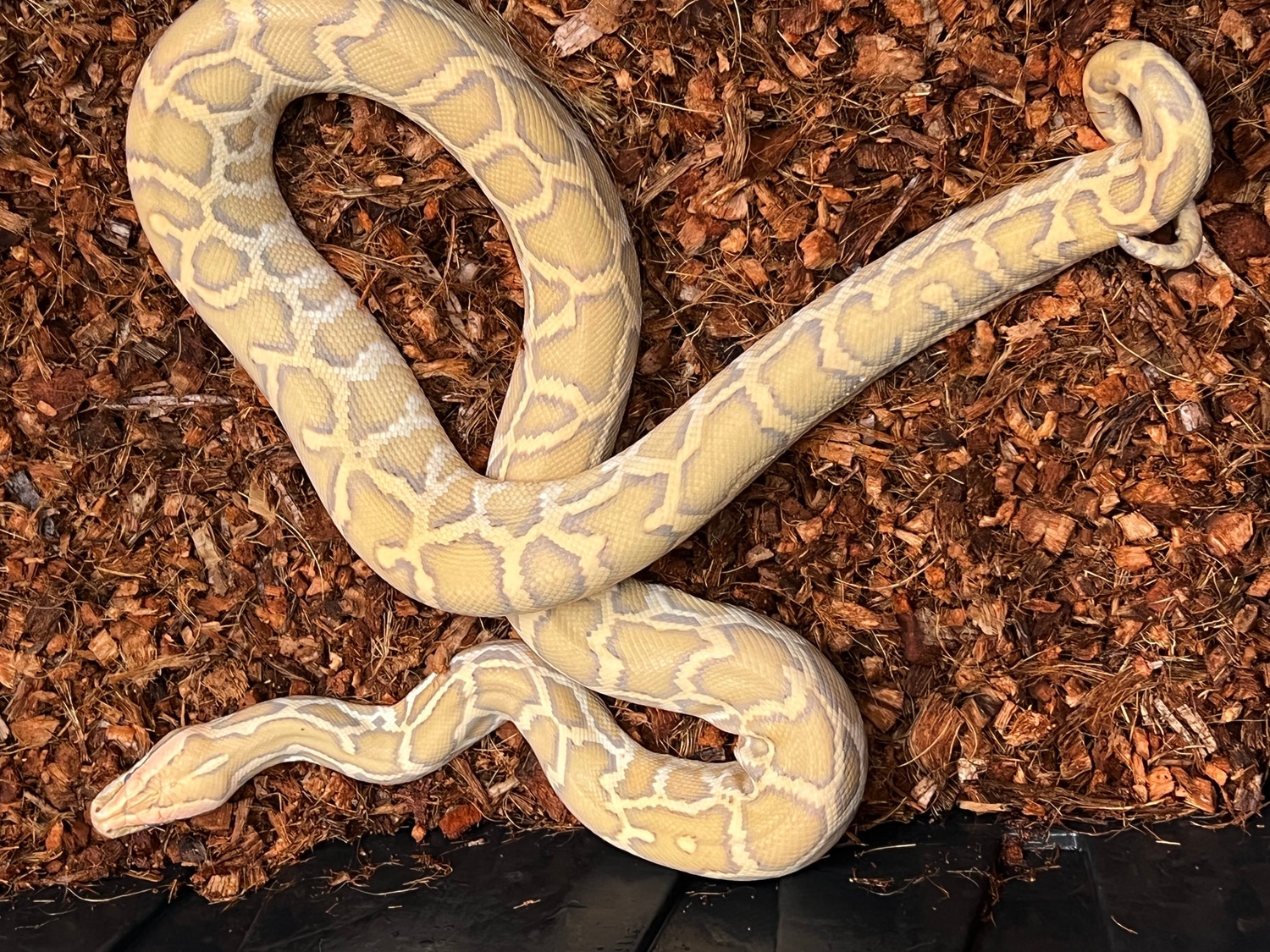 Gulf Coast Line Caramel Burmese Female Burmese Python by Aisreptiles ...