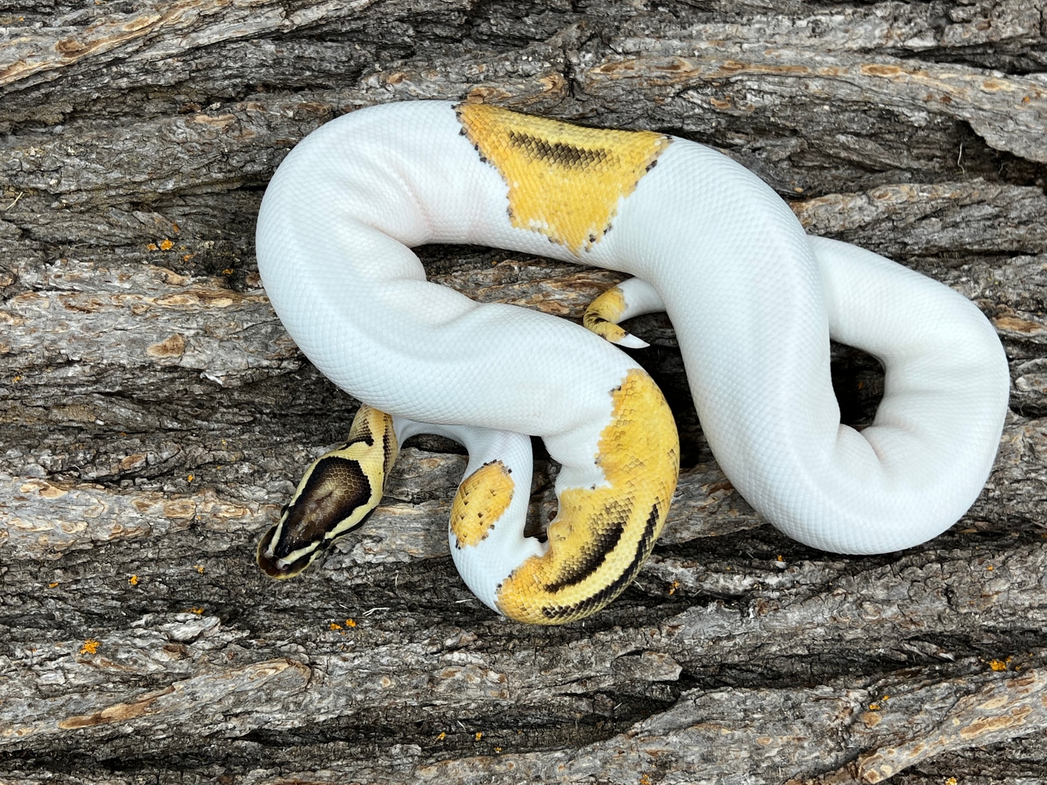 🔥🔥🔥 Firefly Pied Male With Plugs Ball Python by Piedtopia - MorphMarket