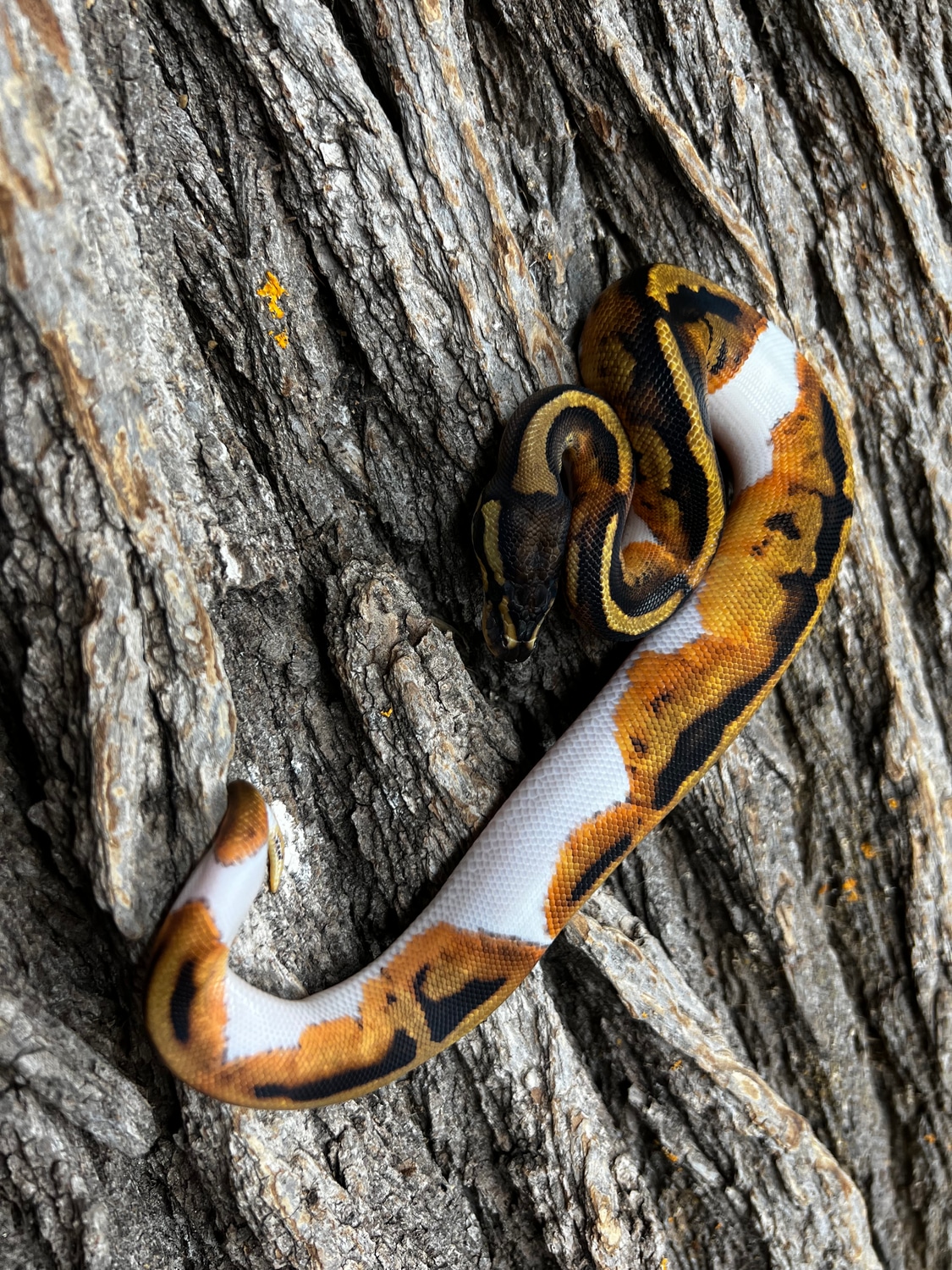 Low White Pied Female Ball Python by Piedtopia - MorphMarket