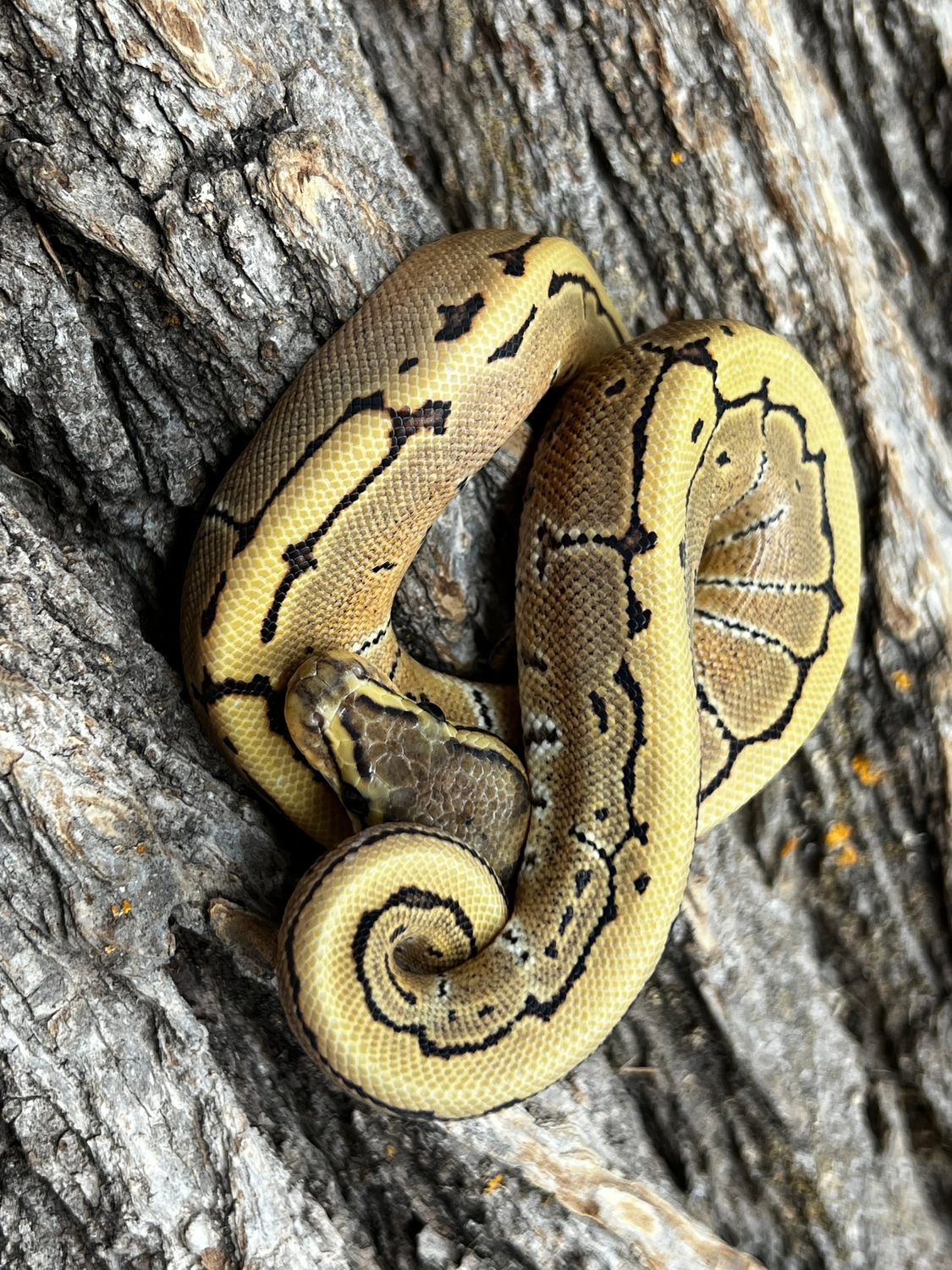 Pinstripe Desert Ghost 66% Pos Het Clown Male Ball Python by Piedtopia ...