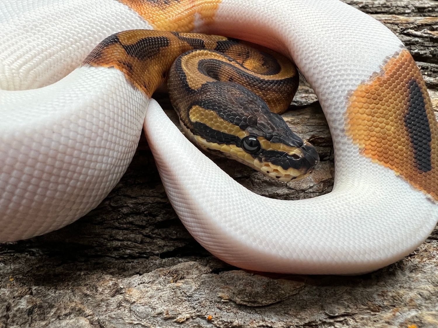 Super Nice Female Pied Ball Python by Piedtopia - MorphMarket
