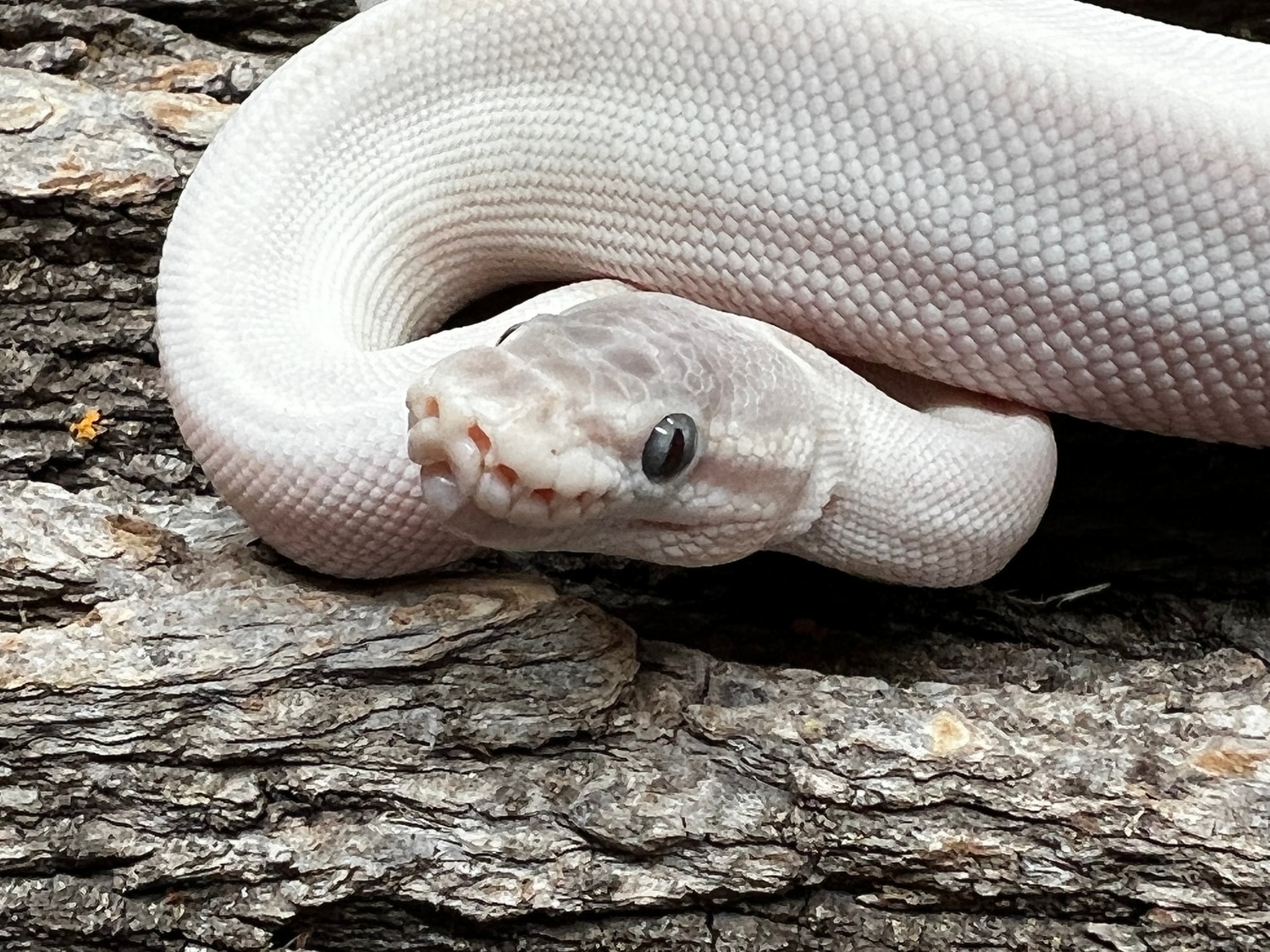 Male Blue Eyed Lucy EVERYBODY’S FAVORITE Ball Python by Piedtopia ...
