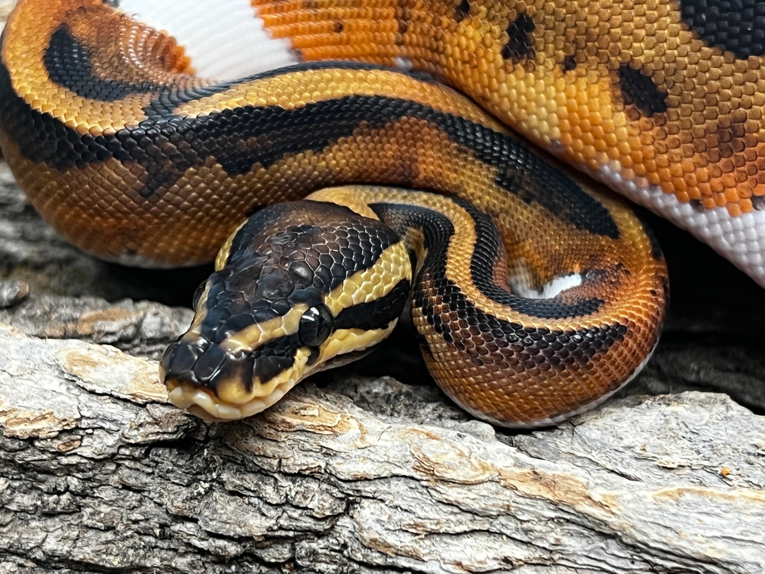 Super Nice Female Pied Ball Python by Piedtopia - MorphMarket
