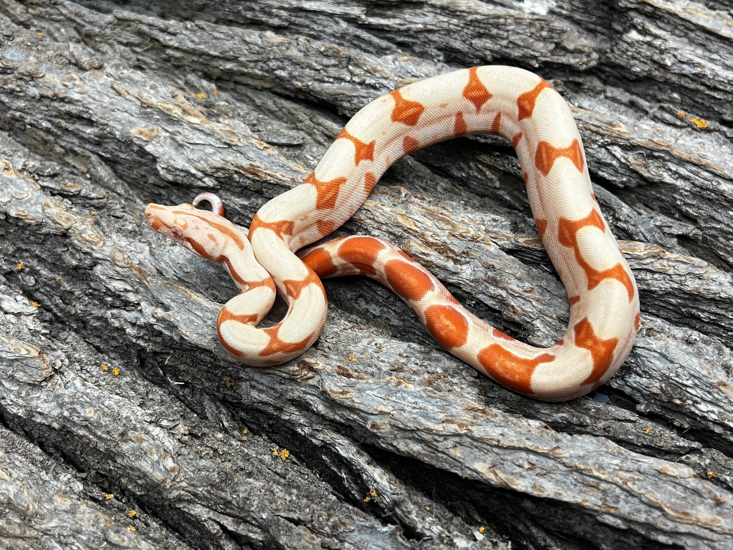 Kahl Sunglow Lipstick Line Male Boa Constrictor by Piedtopia - MorphMarket