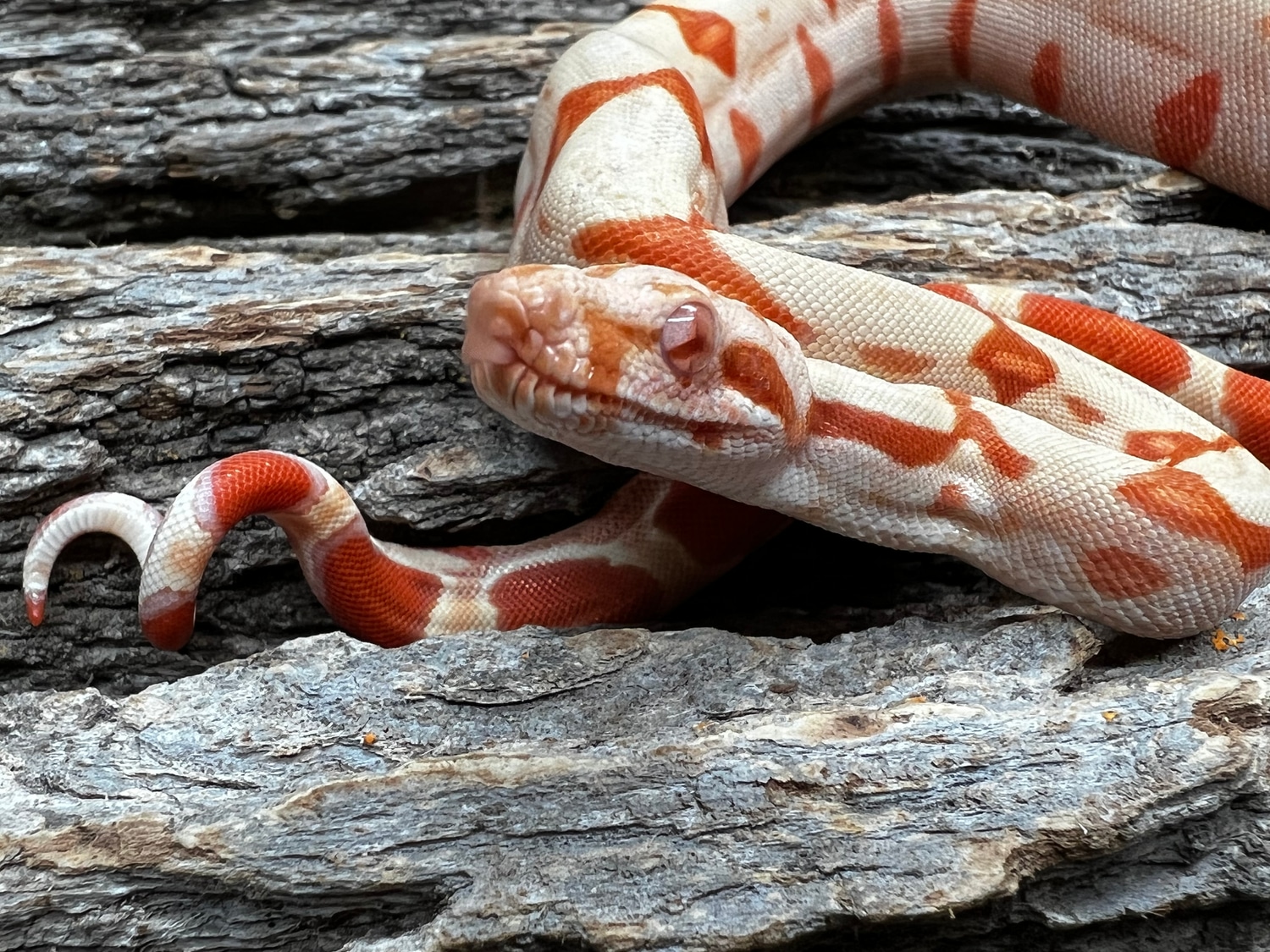 Kahl Sunglow Lipstick Line Male Boa Constrictor by Piedtopia - MorphMarket