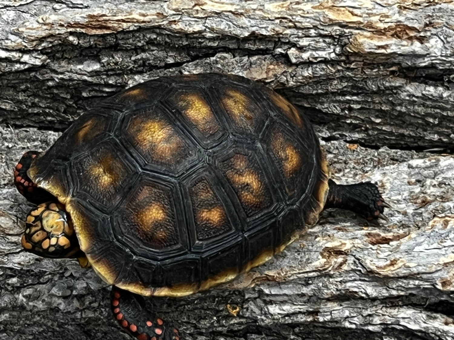 Super Nice Super Colored Red Foot Tortoise Red-footed Tortoise by ...