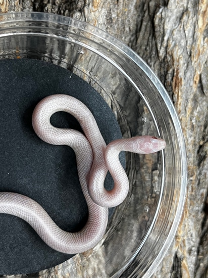 Patternless Lavender Snow Male California Kingsnake by Aisreptiles