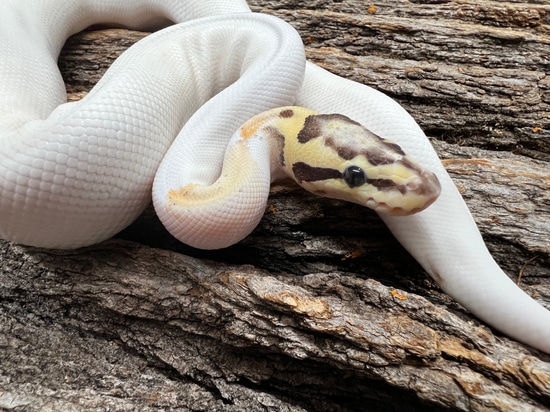 STUNNING Superfly Pied Male Ball Python by Piedtopia