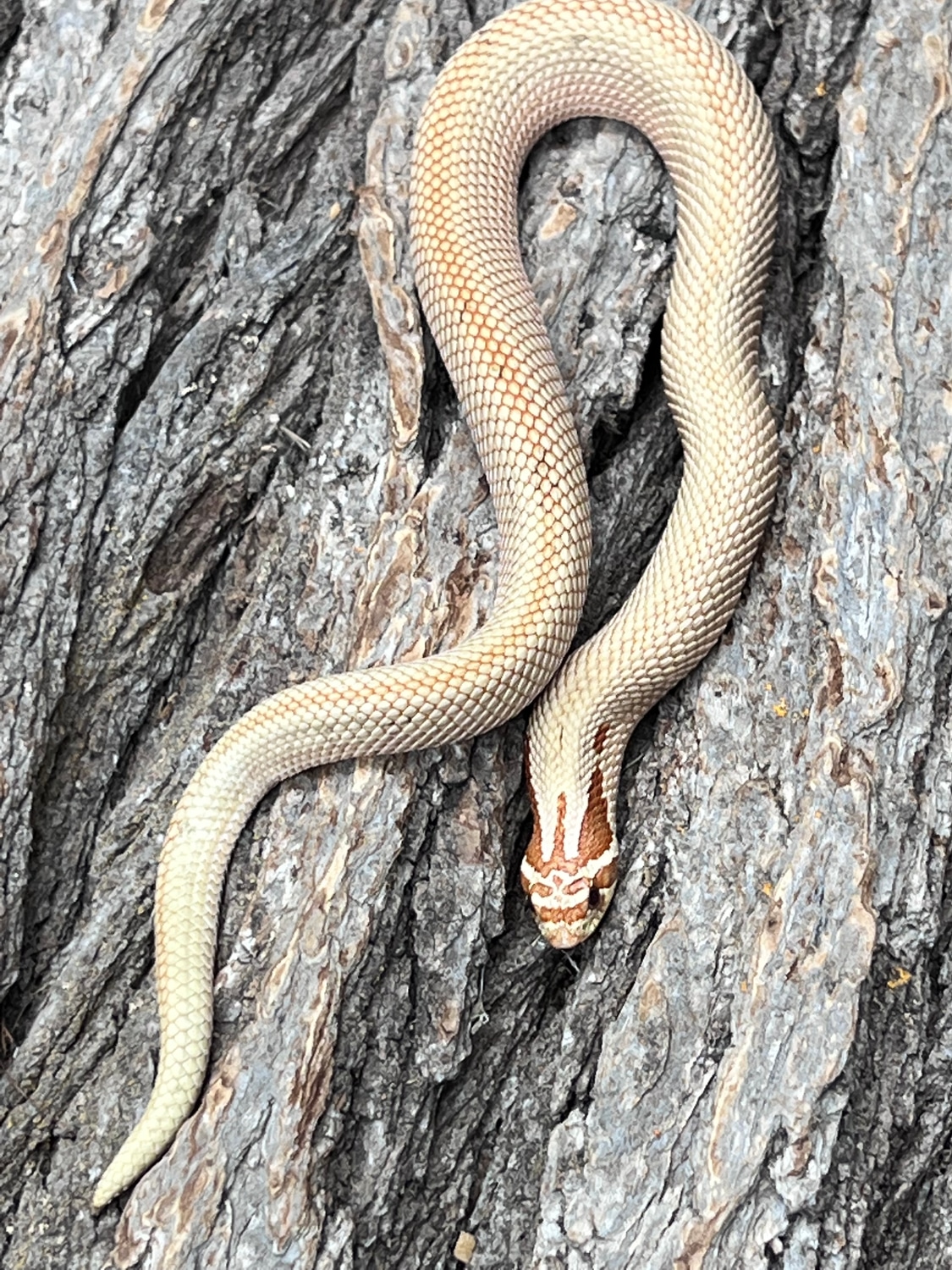 Super Conda Vanilla Cherry Male Western Hognose by Piedtopia - MorphMarket