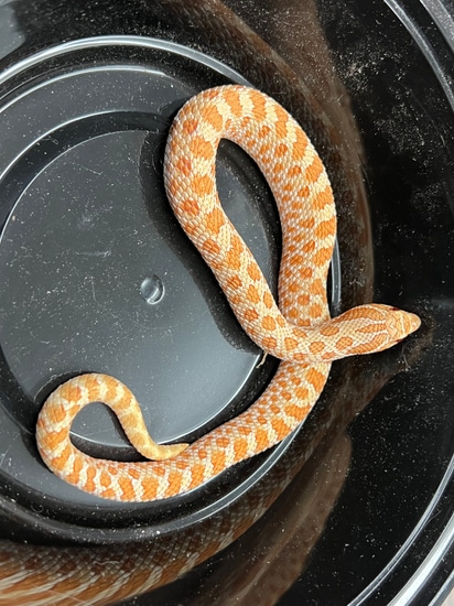 Evans Hypo Het Albino Poss Dh Toffee/caramel Western Hognose by Aisreptiles