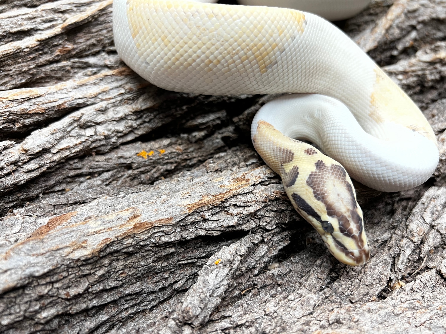 Superfly Pied Male With Plugs Ball Python by Piedtopia - MorphMarket
