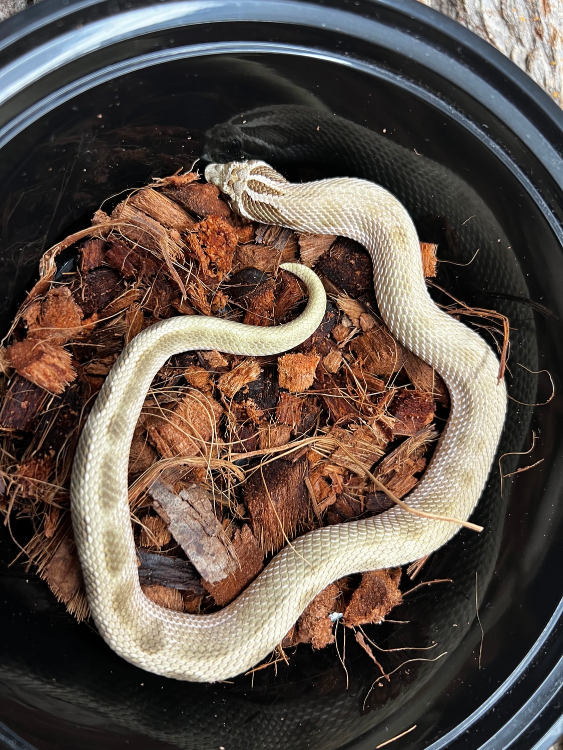 Conda Dh Coral Reverse Stripe Male Western Hognose by Piedtopia - MorphMarket