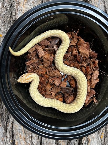 Albino Conda Reverse Stripe Male Western Hognose by Piedtopia
