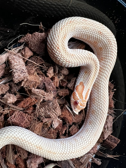 High Red Albino Conda Reverse Stripe Western Hognose by Aisreptiles