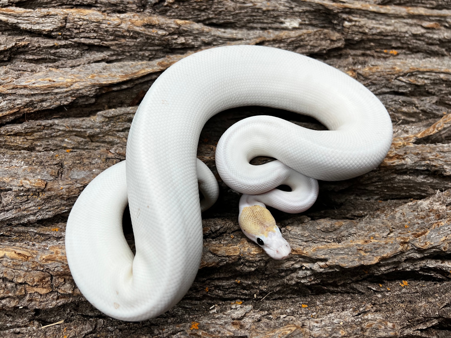 Spider Pied Female Ball Python by Piedtopia - MorphMarket