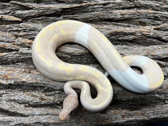 Pastel Banana Pied Male Ball Python by Piedtopia