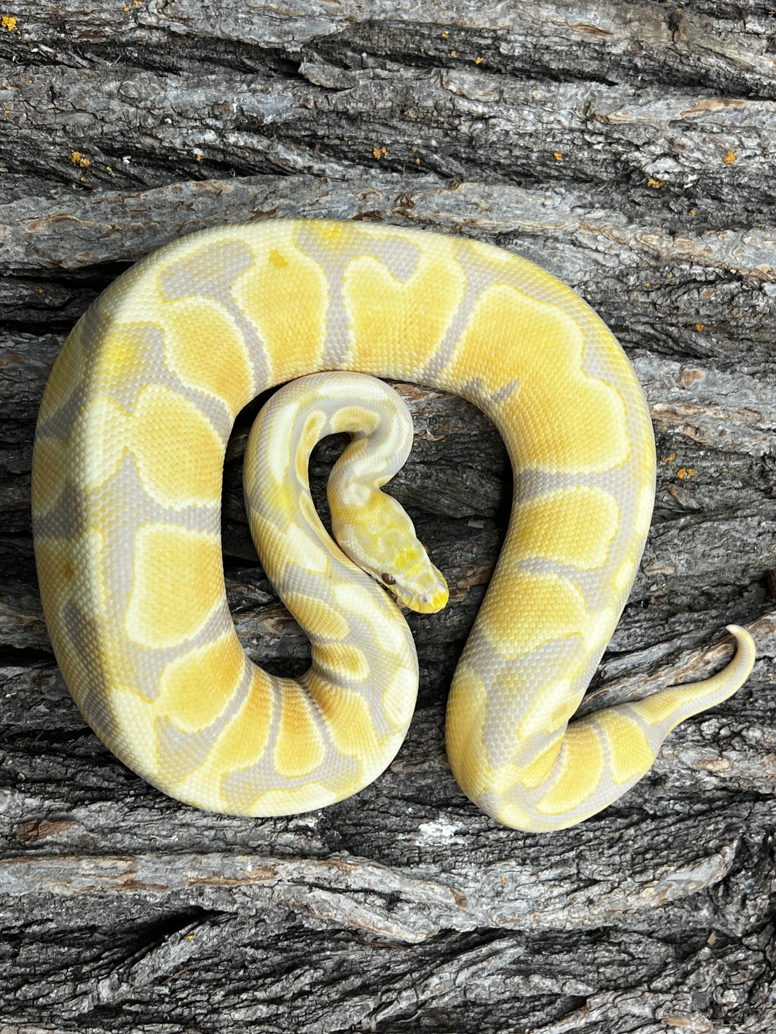 Candino Female Ball Python by Piedtopia - MorphMarket