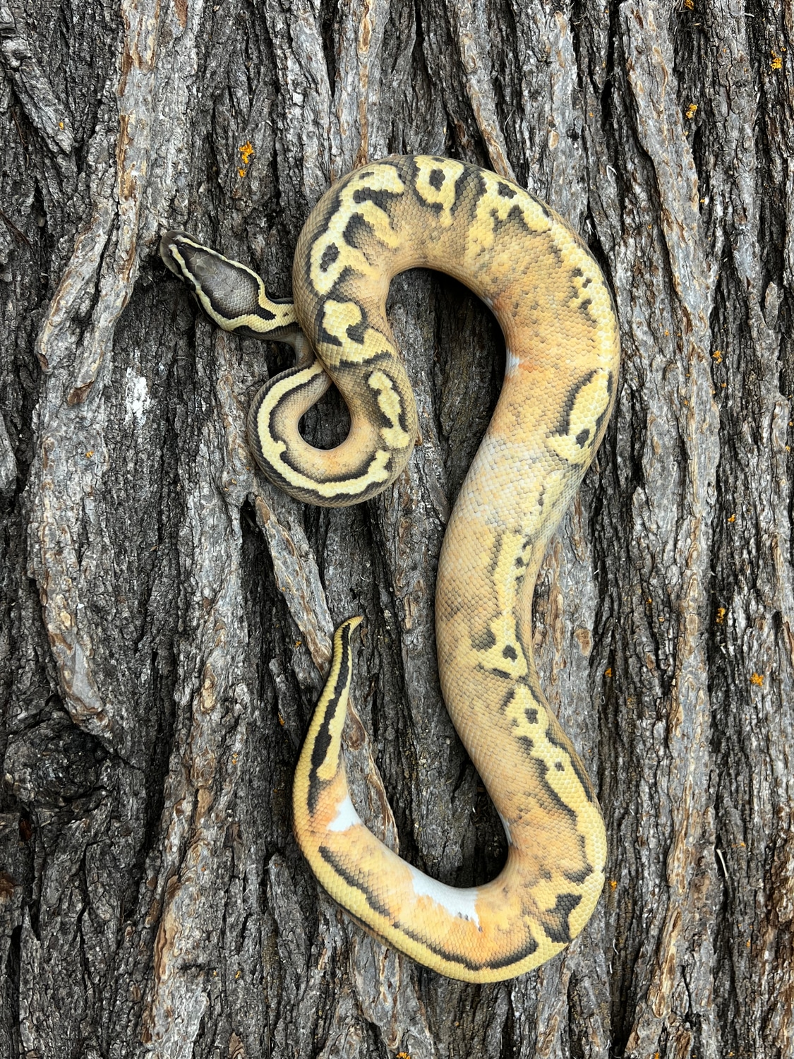 Pastel Ghost/hypo Pied Ball Python by Piedtopia - MorphMarket