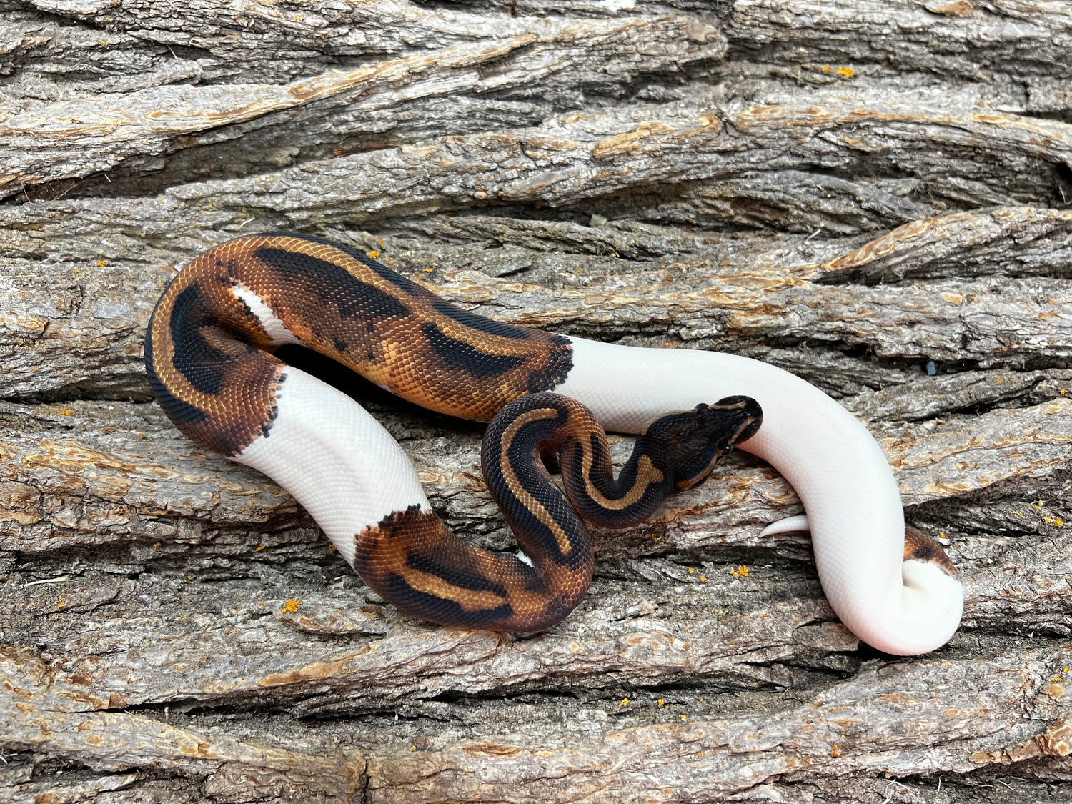 Mahogany Pied Male Ball Python by Piedtopia - MorphMarket