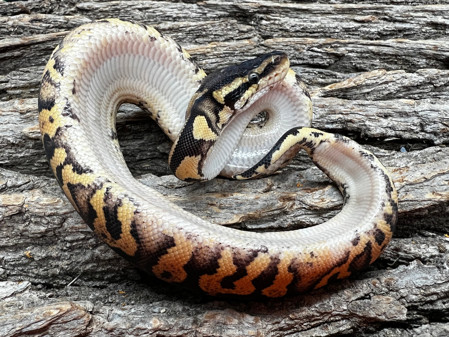 Pastel Yellowbelly Het Pied Ph Desert Ghost Ball Python by Piedtopia ...