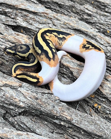 Yellowbelly Desert Ghost Pied Female Ball Python by Aisreptiles