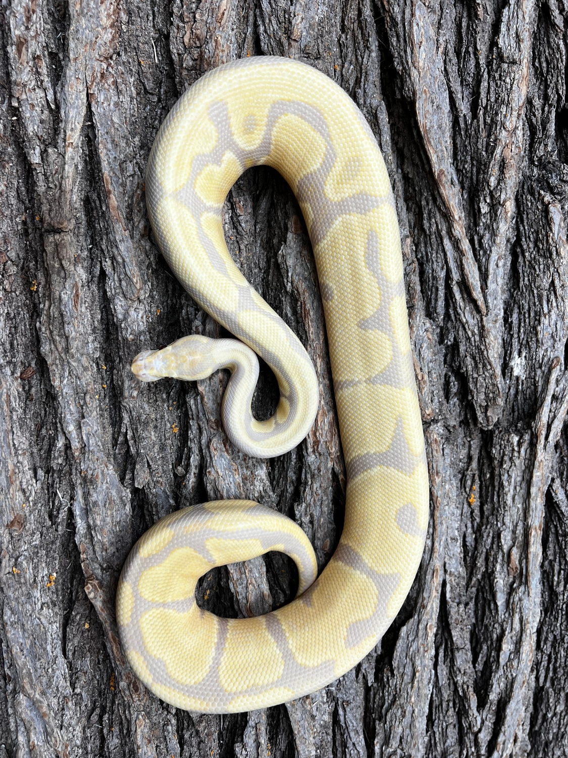 Candy Female 🔥🔥🔥🔥 Ball Python by Piedtopia - MorphMarket