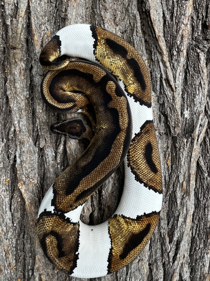 Proven Breeder Female Pied Ball Python by Aisreptiles