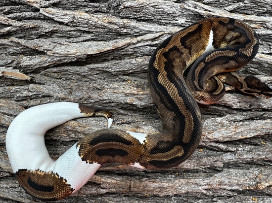 Proven Breeder Female Pied Ball Python by Aisreptiles