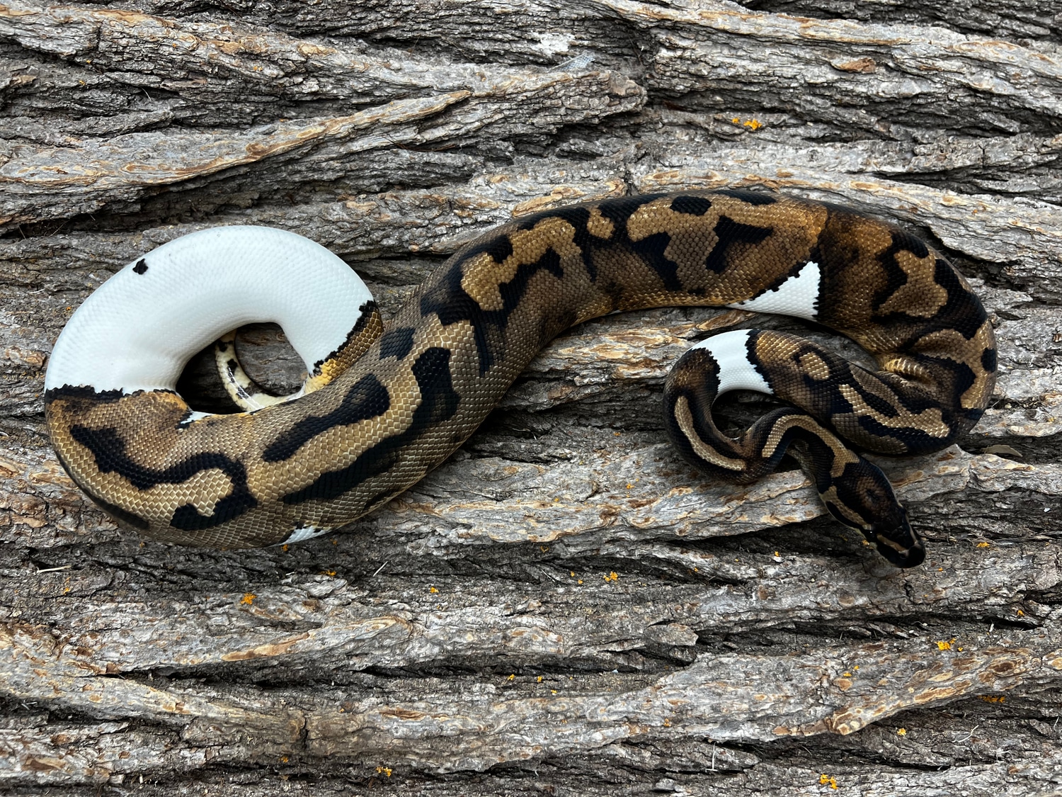 Pied Female Ball Python by Piedtopia - MorphMarket