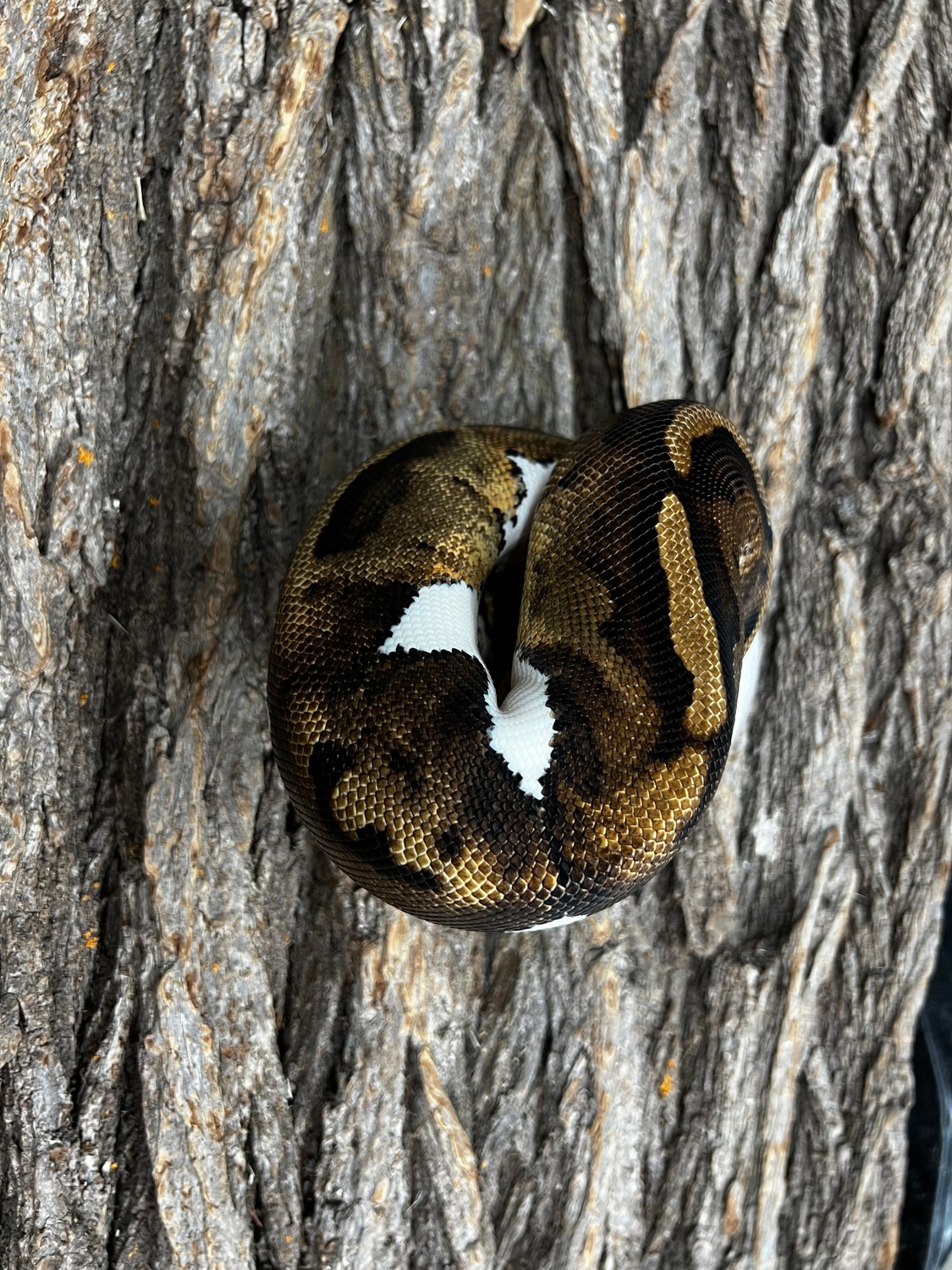 Pied Female Ball Python by Piedtopia - MorphMarket