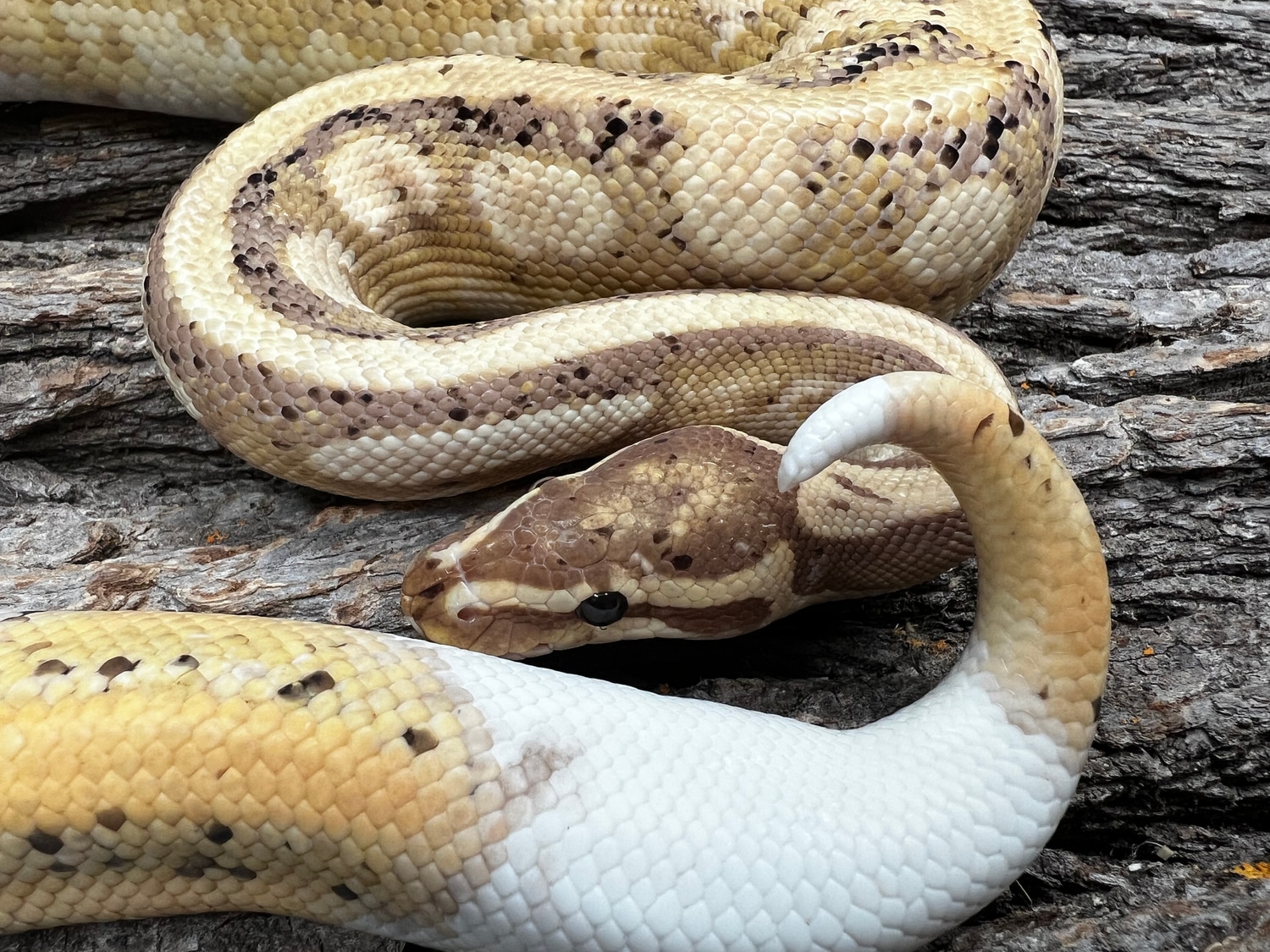 Banana Pied Proven Male Ball Python by Piedtopia - MorphMarket