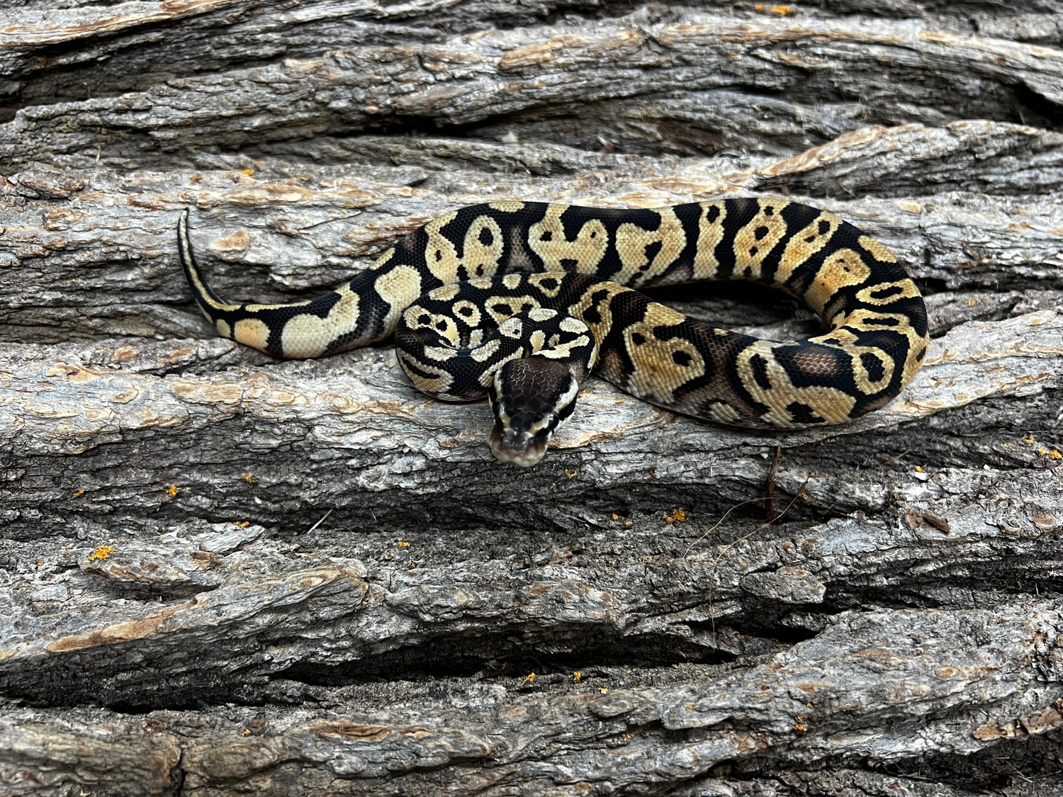 Pastel Yellowbelly Het Desert Ghost Male Ball Python by Piedtopia ...