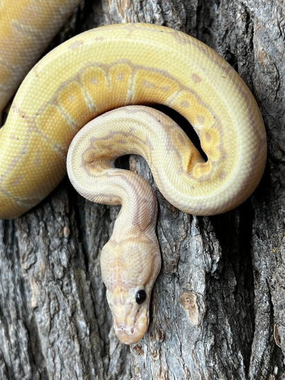 Orange Dream Yellowbelly Banana Pinstripe Female Ball Python by Piedtopia