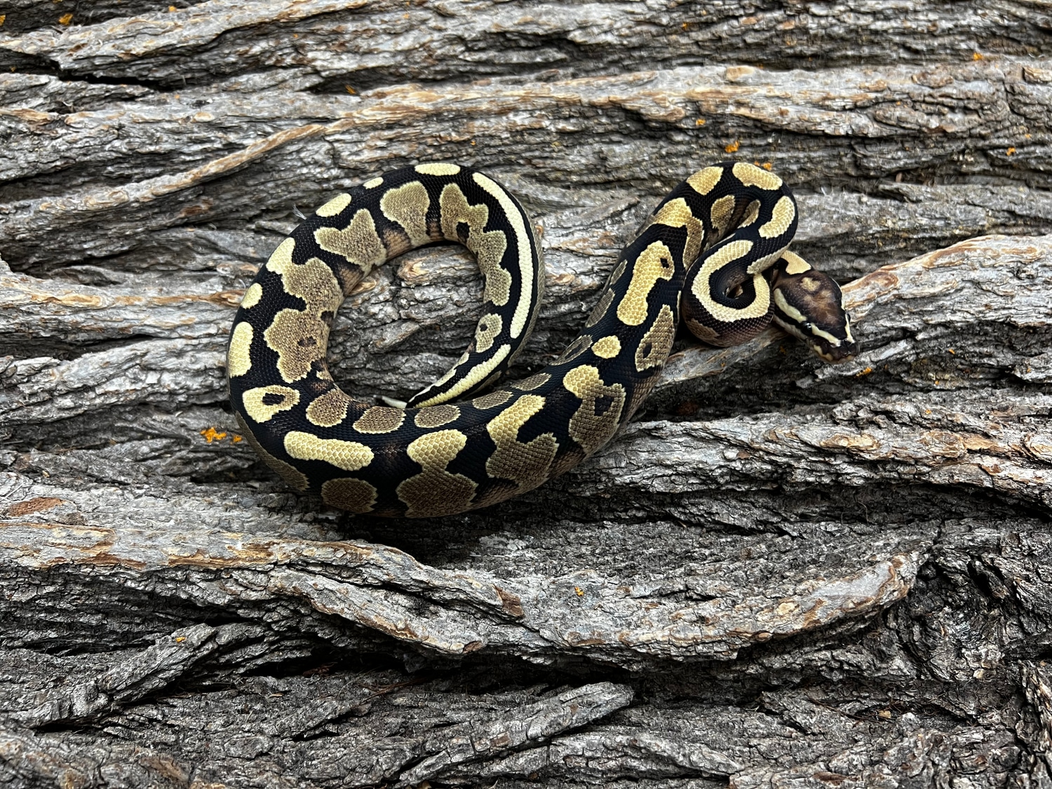 Fire Yellowbelly Male Ball Python by Piedtopia - MorphMarket