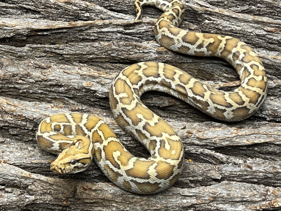 Gulf Coast Caramel Female Burmese Python by Piedtopia