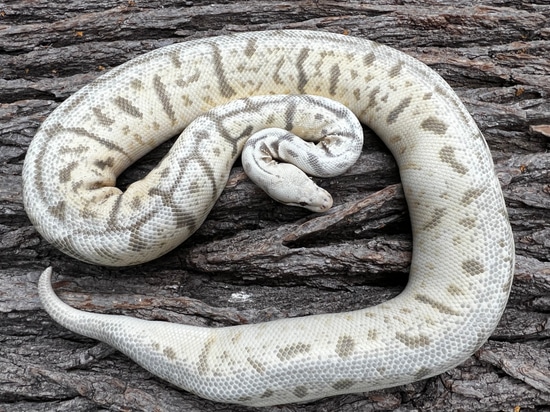 Huge Superfly Spider Leopard Female Ball Python by Piedtopia