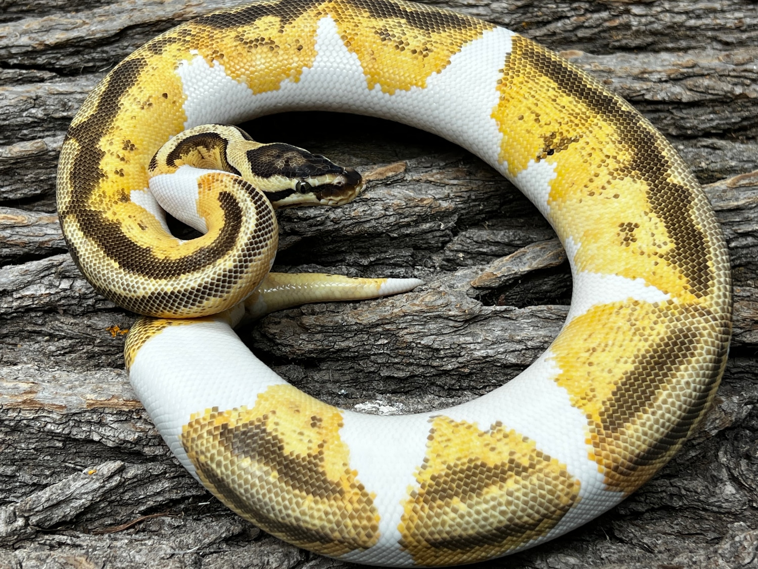 Pastel Enchi Yellow Belly Gene X Pied Ball Python by Piedtopia ...